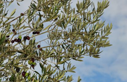 5 Types Of Olive Trees for a Mediterranean Inspired Backyard | Livingetc