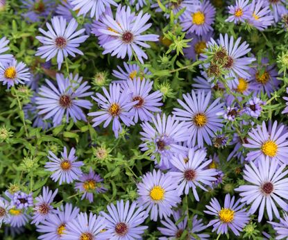 Best aster varieties: expert picks for flowering plants | Homes and Gardens