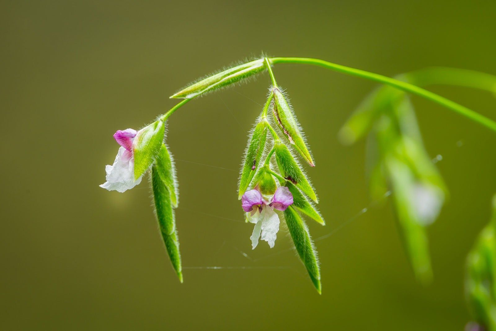 What Is A Thalia Plant: Information About Powdery Thalia Plants ...