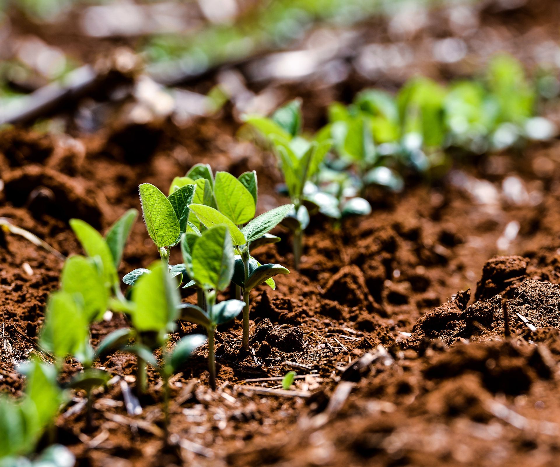 How to grow soybeans: expert tips on a dynamic superfood | Homes and Gardens