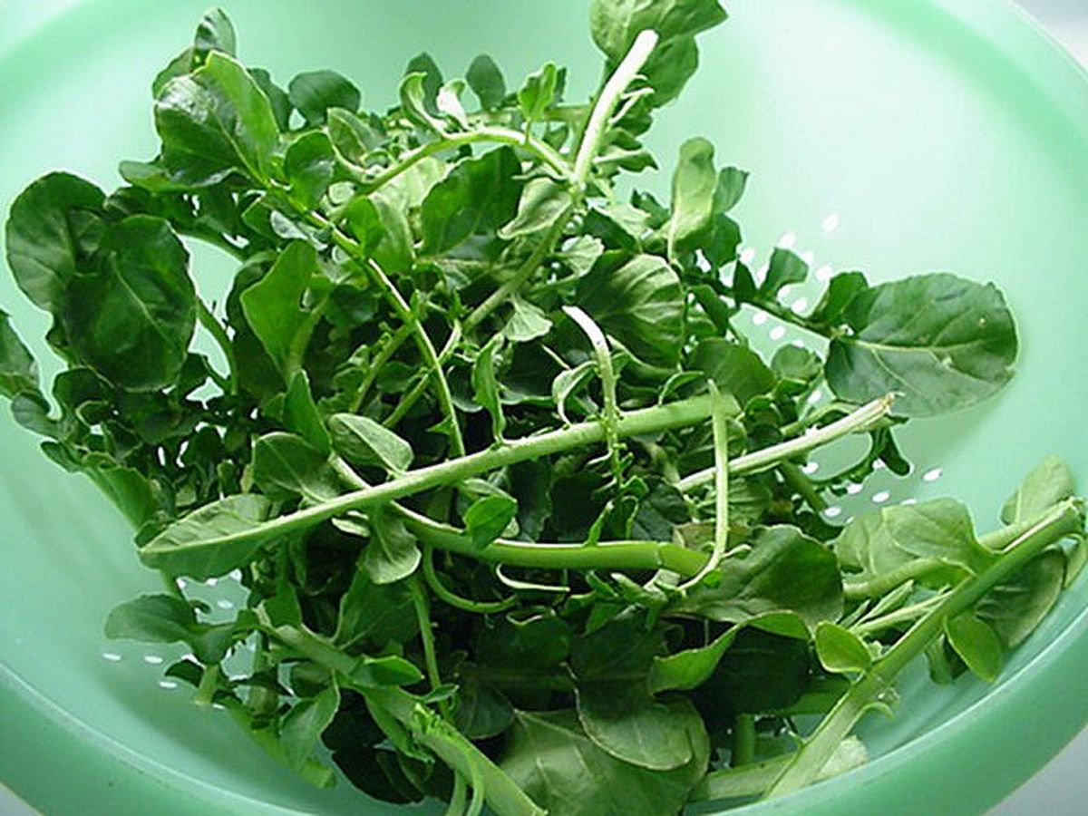 Wintercress Information – Tips On Eating Wintercress Greens | Gardening ...
