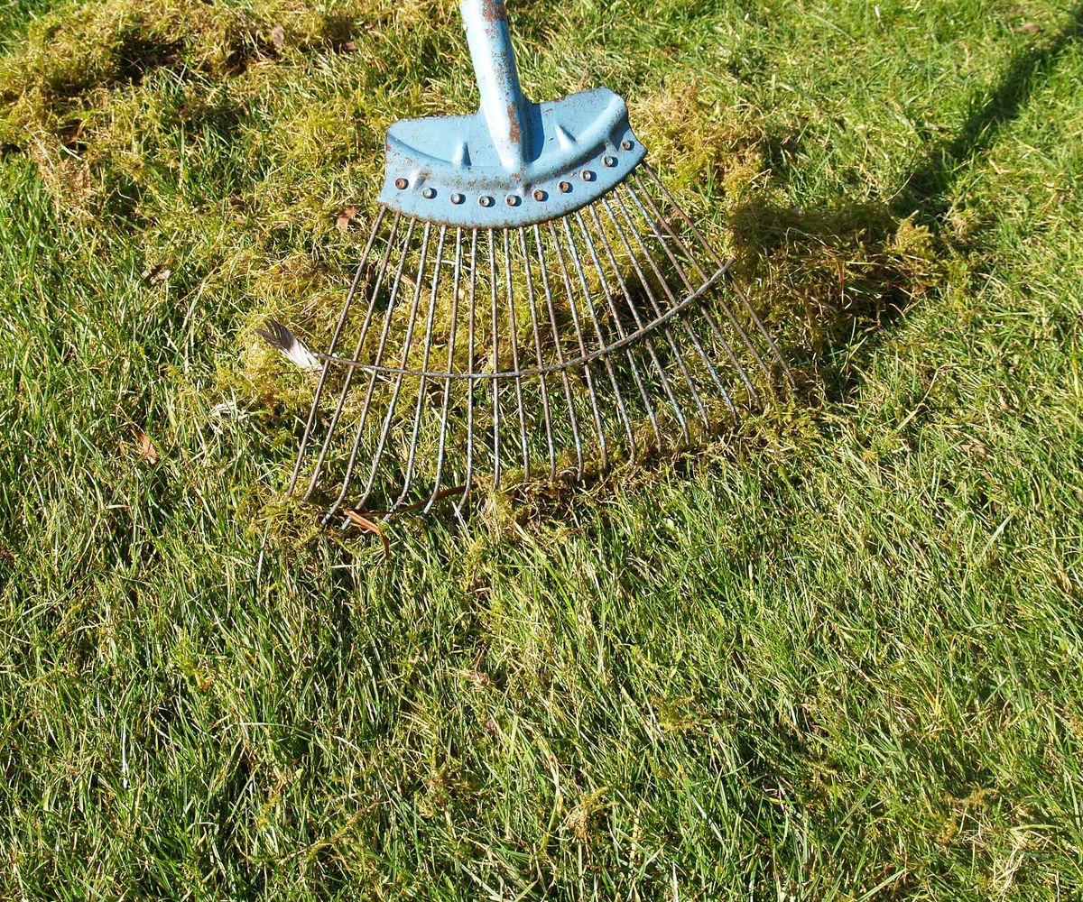 The best time to scarify a lawn according to the experts | Homebuilding