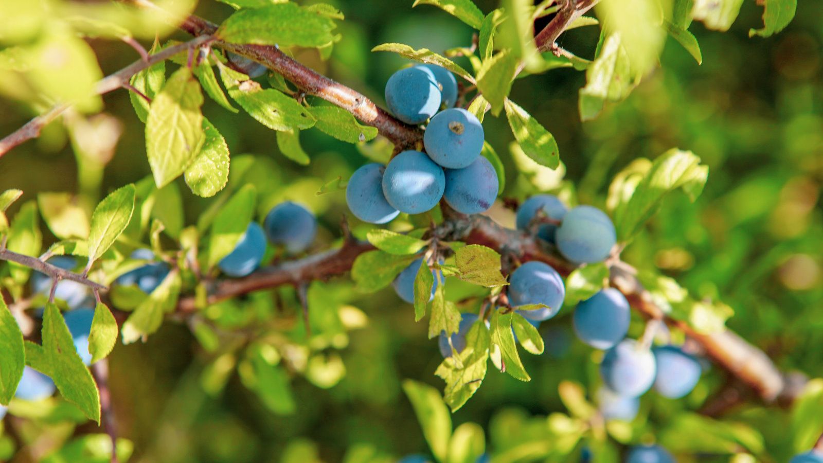 How to prune blueberries for bumper crops of this superfood | Homes and ...