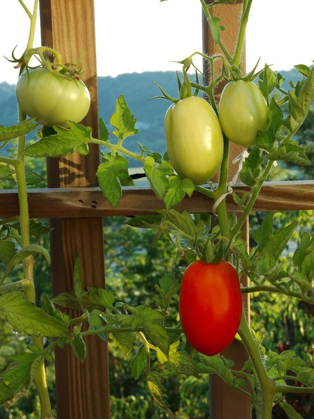 Which Tomatoes Are Determinate And Which Are Indeterminate? | Gardening ...