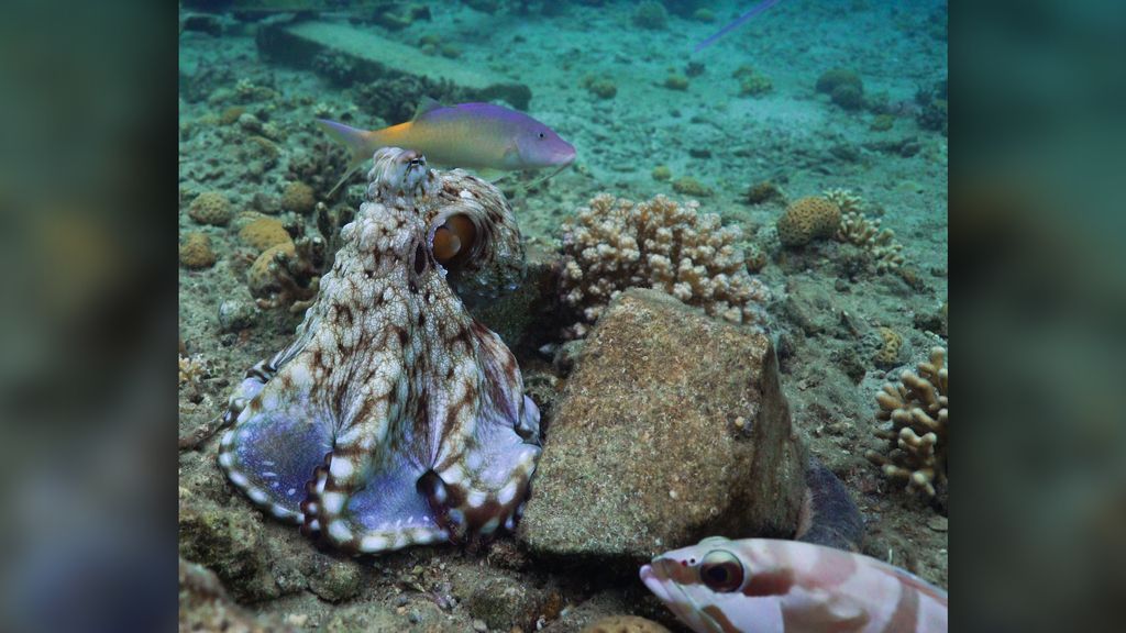 Octopus punches fish in the head (just because it can) | Live Science