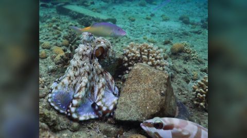 Octopus punches fish in the head (just because it can) | Live Science