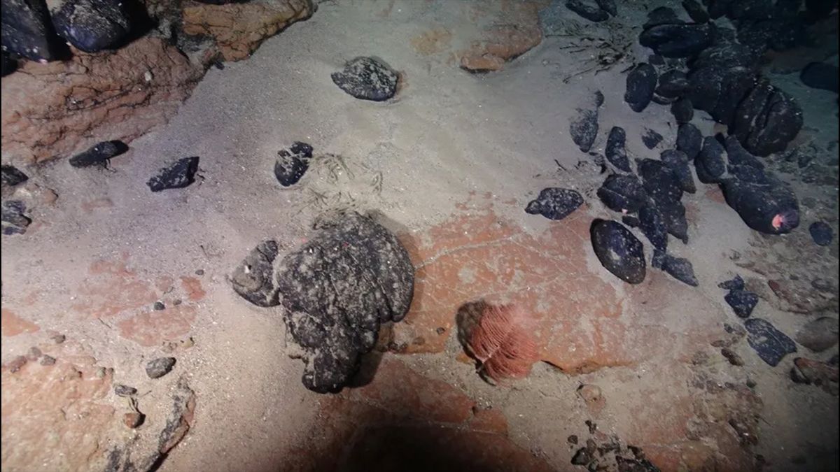 'Imagine a lush tropical island slipping beneath the waves': Drowned ...