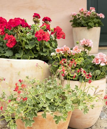 11 plants for a French countryside-style garden: expert picks | Homes ...