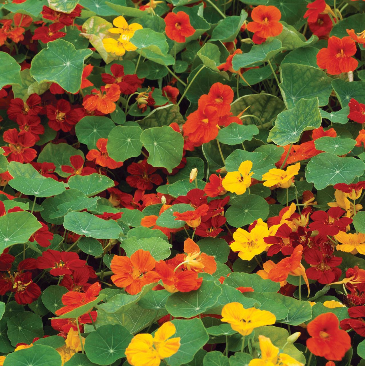 5 half-hardy flowers that will bring you lots of joy and colour this ...