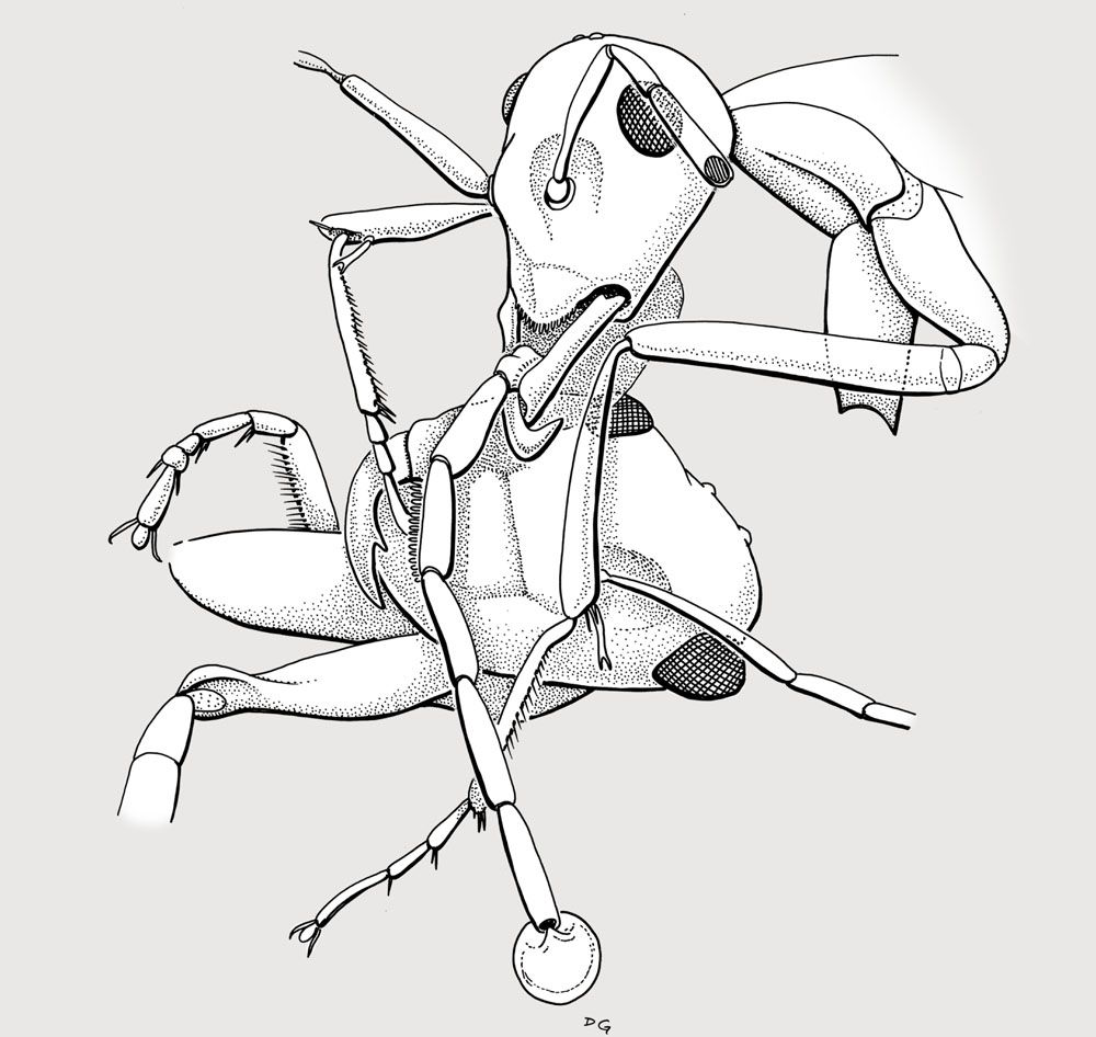 Photos: Ancient Ants & Termites Locked in Amber | Live Science