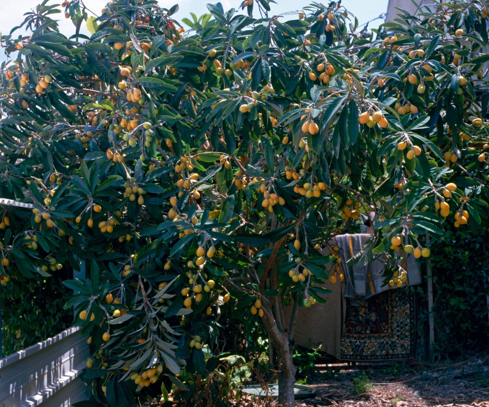 How to grow a loquat tree - tops for healthy tropical trees | Homes and ...