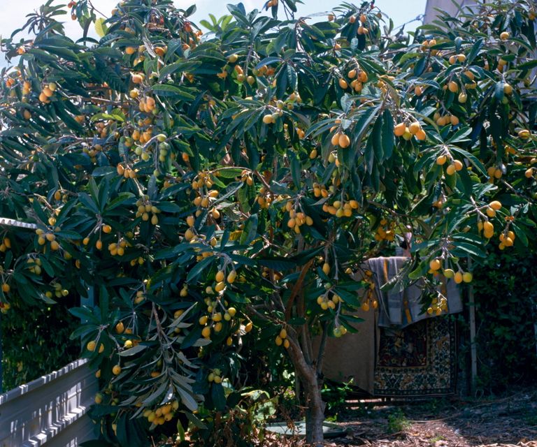 How to grow a loquat tree - tops for healthy tropical trees | Homes and ...