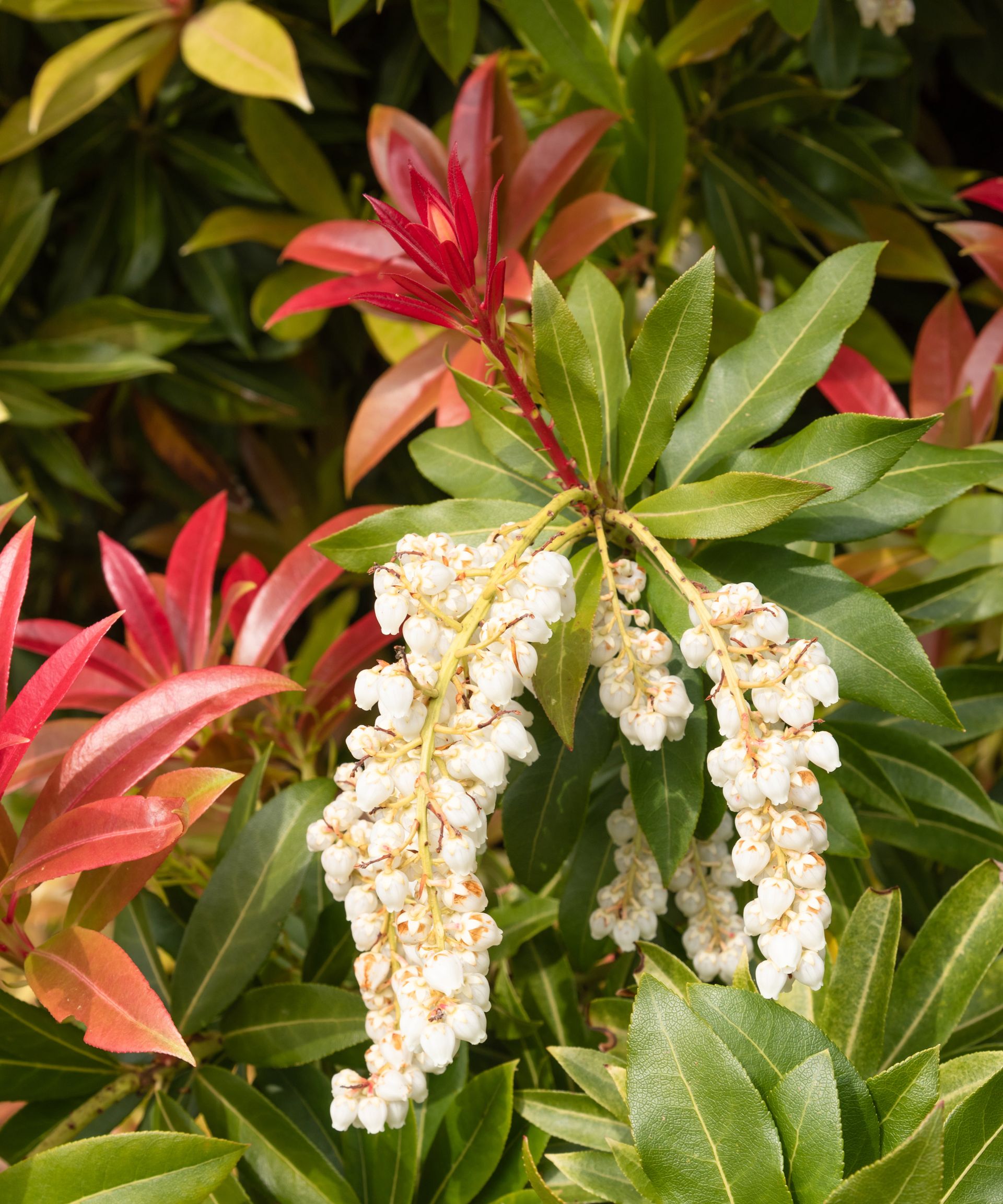 Pieris care and growing guide: expert tips on andromeda bush | Homes ...