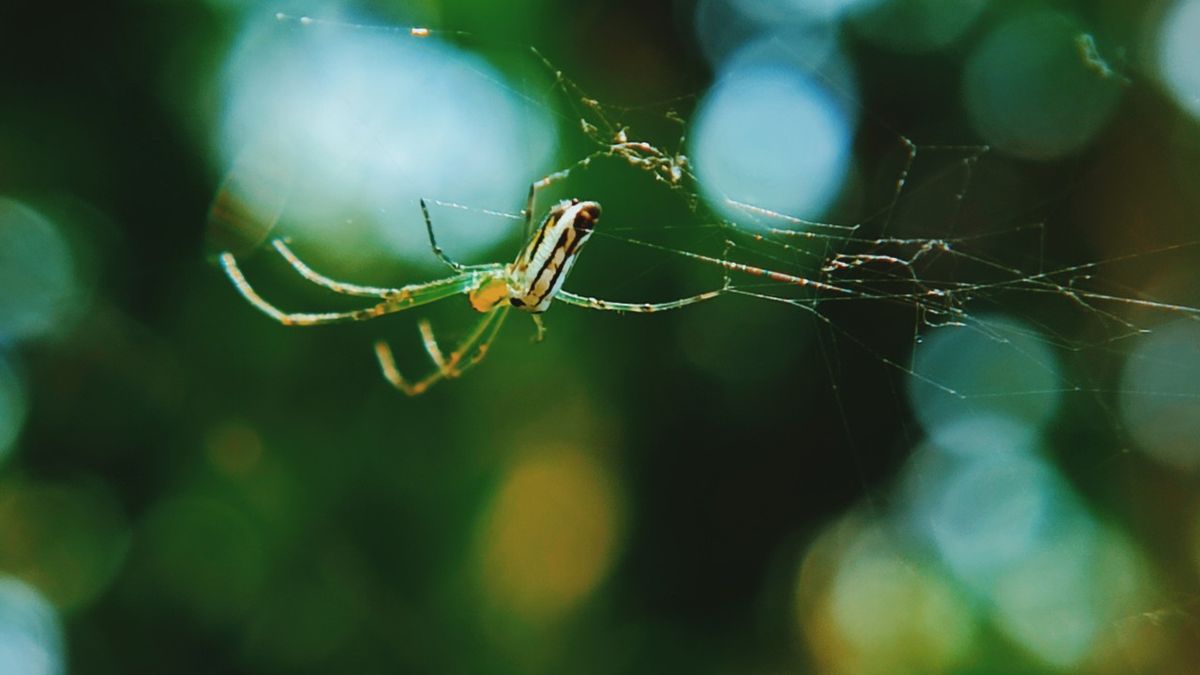 Zombie animals: 10 real-life cases of body-snatching | Live Science