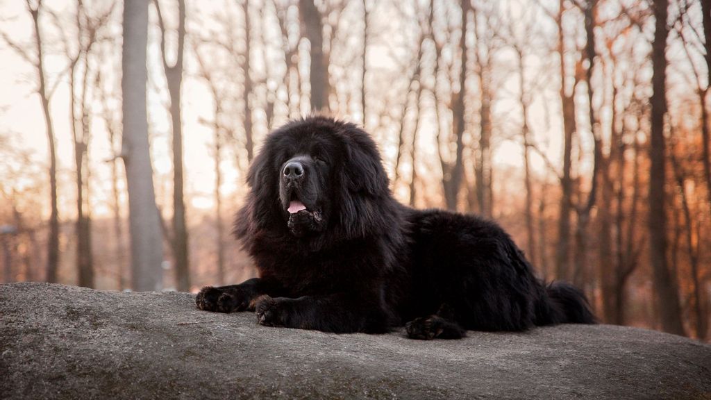 Most expensive dog breeds: Top 10 in the US | PetsRadar