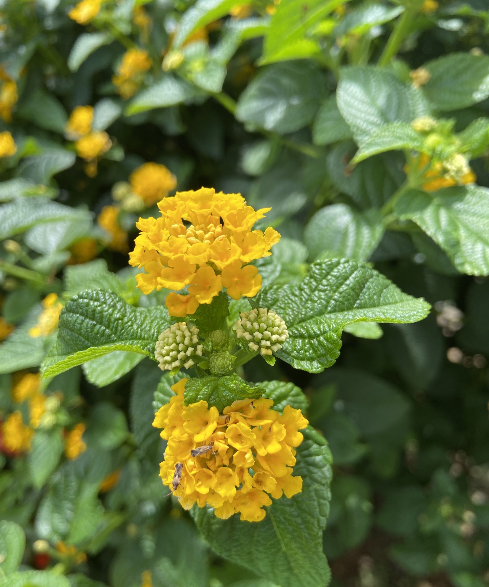 How to grow lantana in pots: easy to grow container plants | Homes and ...