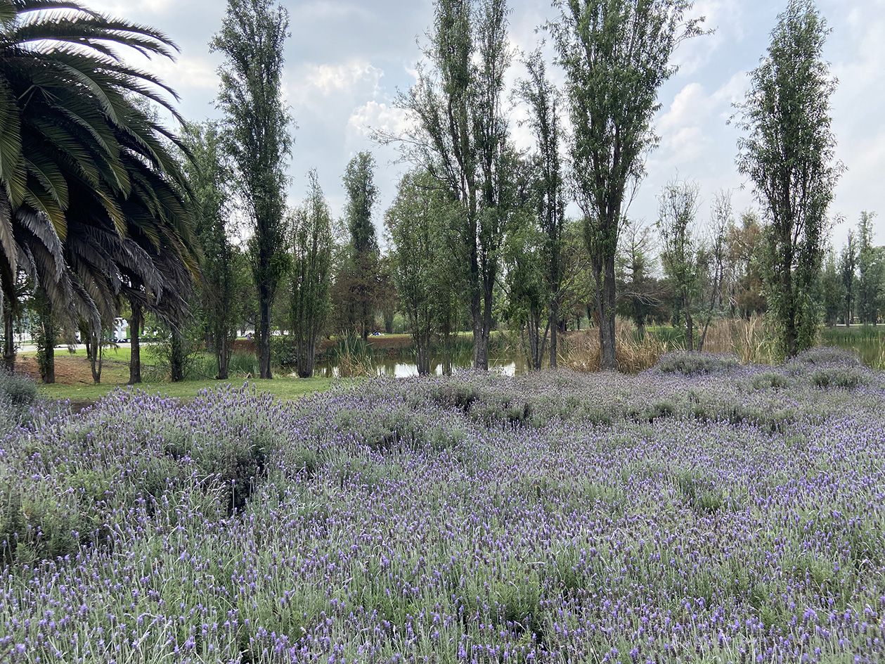 Oberlander Prize 2025 winner: Explore Mario Schjetnan's landscape ...