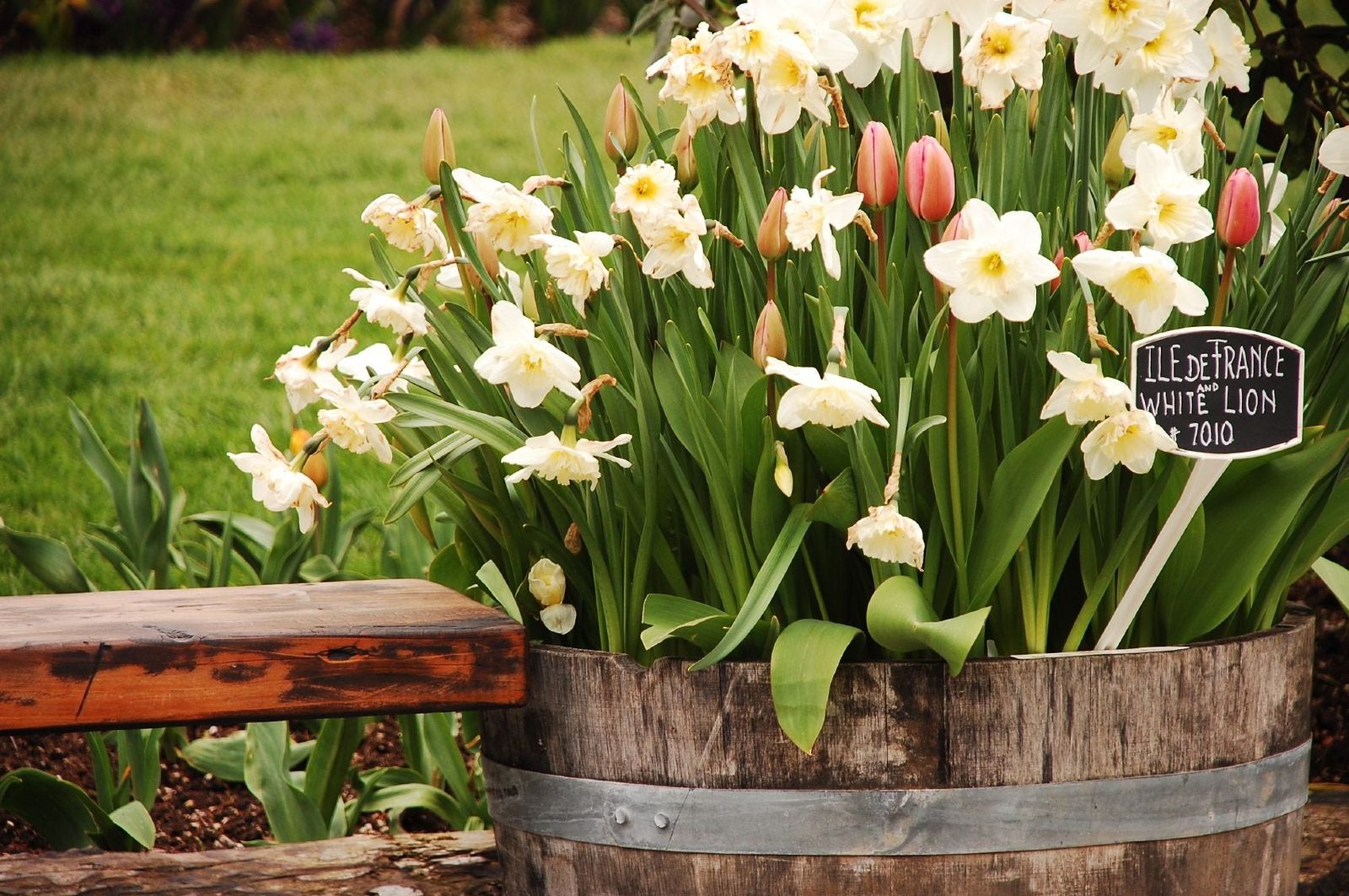 Flower Bulb Lasagna Growing - Learn About The Lasagna Bulb Planting ...