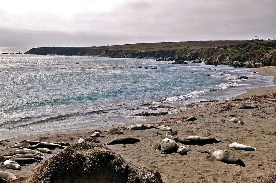 Breeding Season: Incredible Photos of Northern Elephant Seals | Live ...