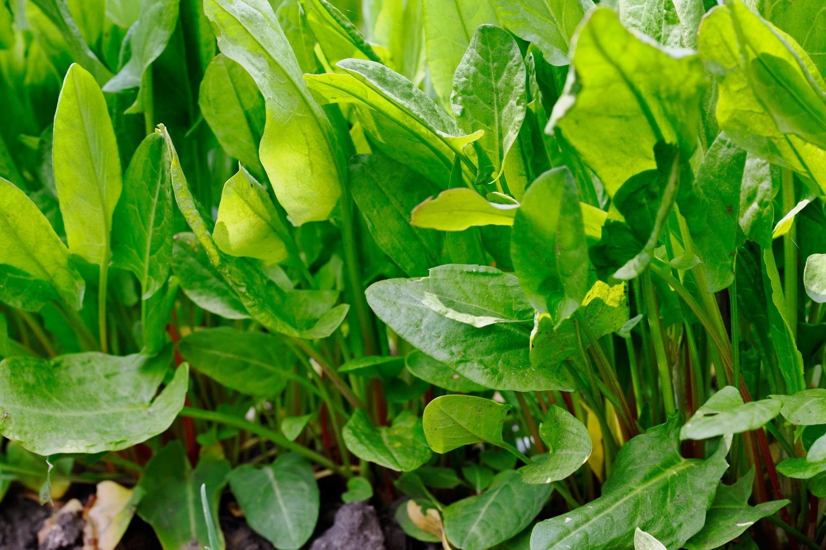 Sorrel Herb - Tips For Growing Sorrel | Gardening Know How