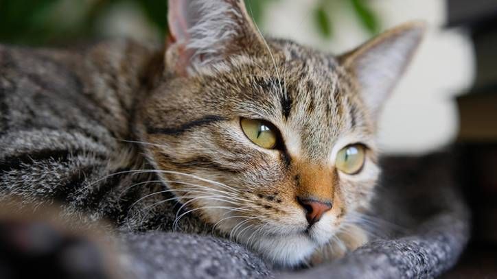 Ringworm in cats: Vet's guide to symptoms and treatment | PetsRadar