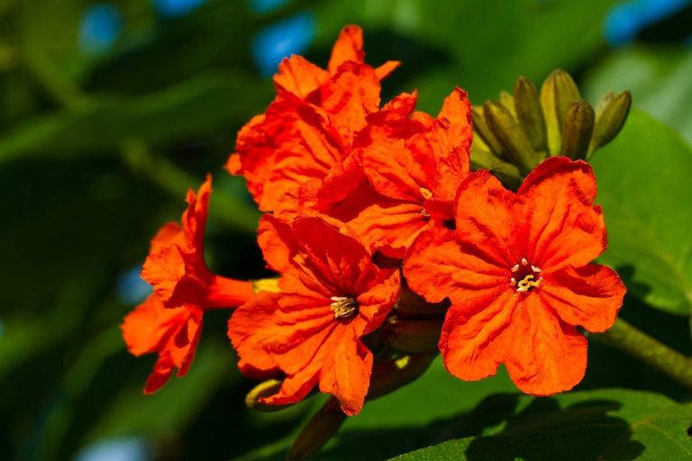 What Is A Geiger Tree - Learn About Growing A Geiger Tree | Gardening ...