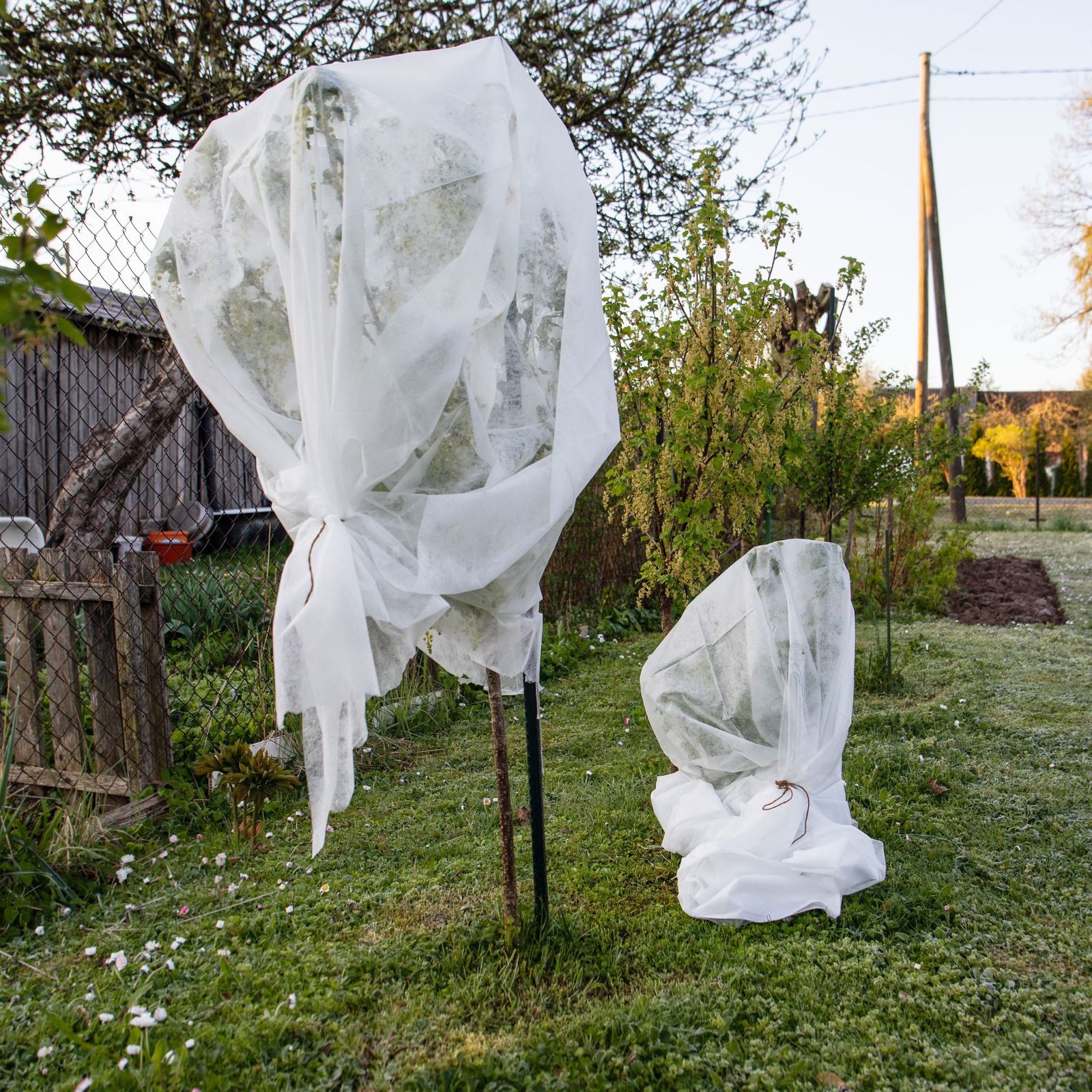 How to protect plants from frost - 9 tips from experts | Ideal Home