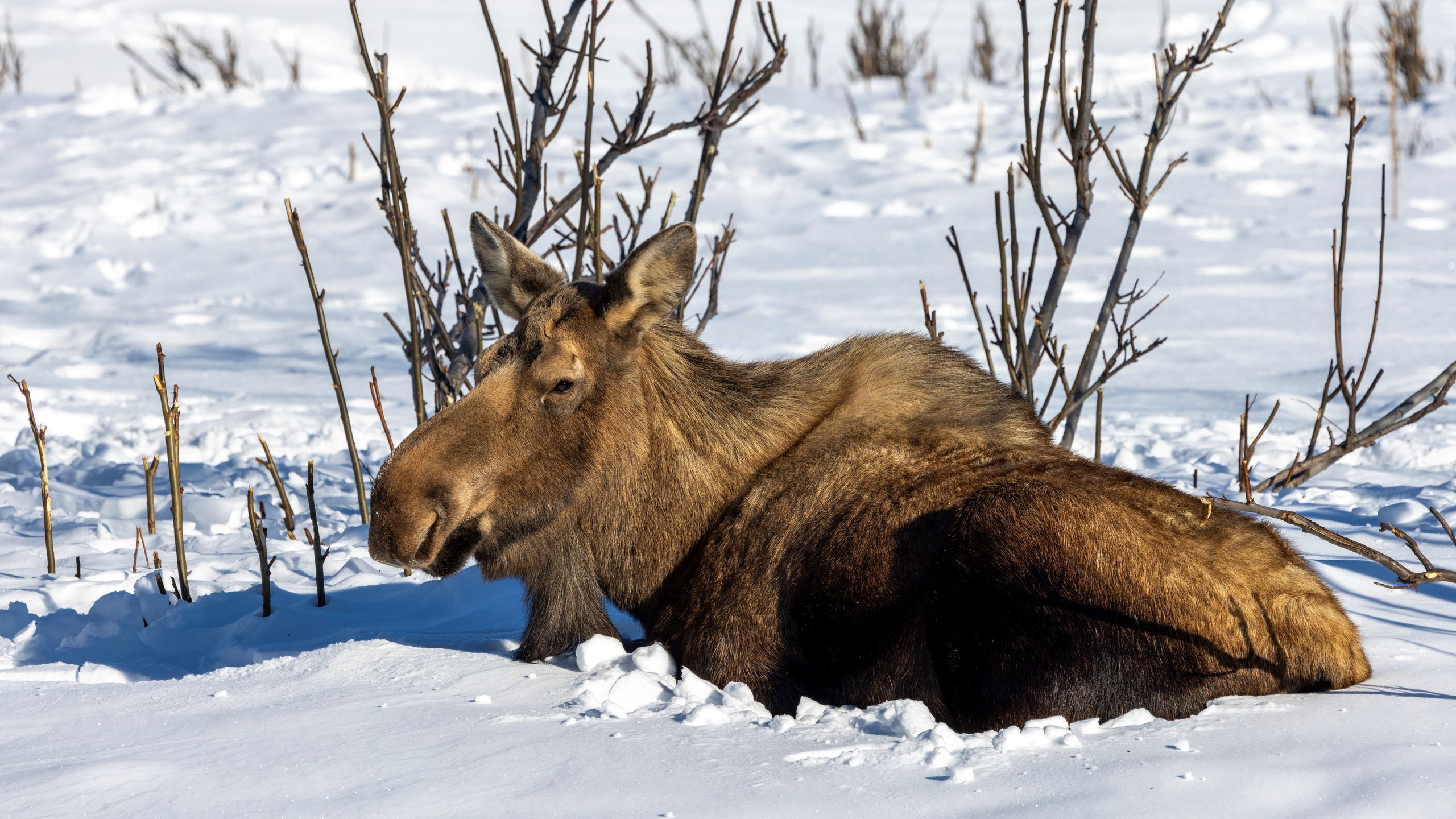 Moose shows drunk Montana tourists why you don't poke wild animals ...