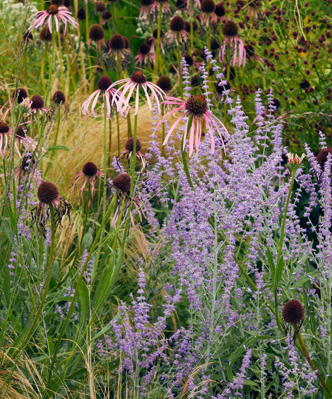 What is prairie planting? | Homes and Gardens