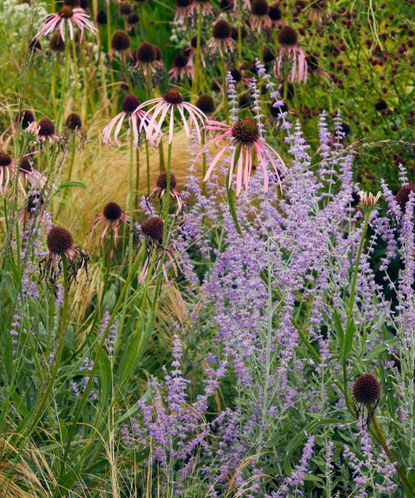 What is prairie planting? | Homes and Gardens