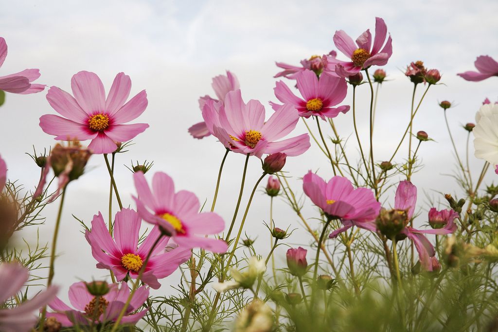 These are Monty Don's favorite tender annuals | Homes and Gardens