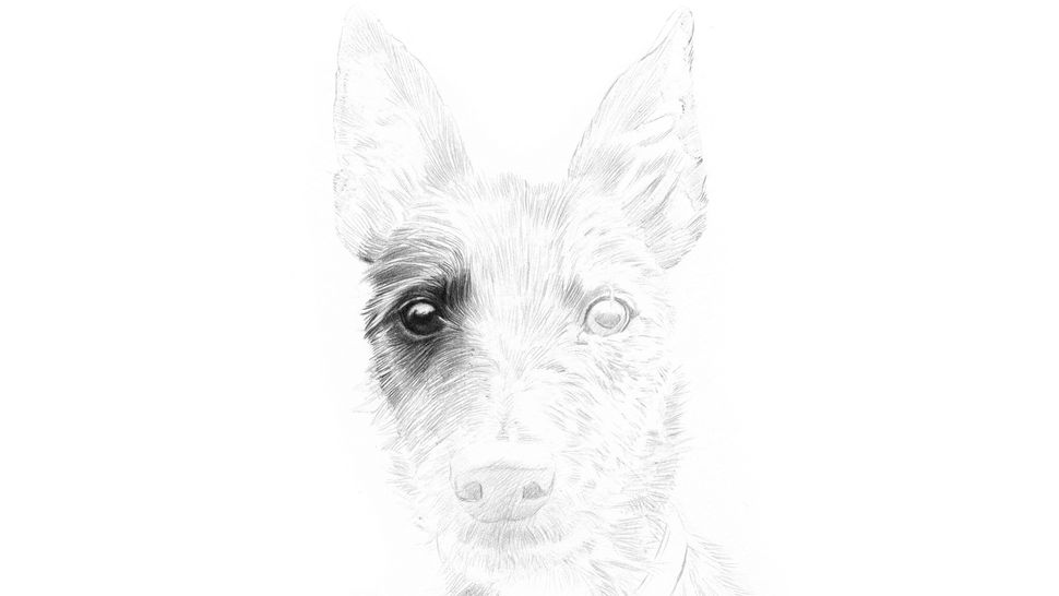 Draw a pencil portrait of a dog | Creative Bloq