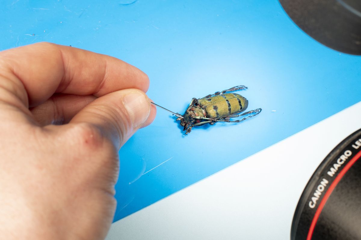 Take incredible insect photos with cheap extension tubes | Digital ...