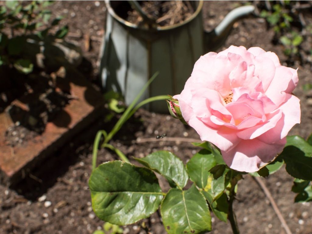 Best Soil For Roses - Preparing Soil For Rose Bushes | Gardening Know How