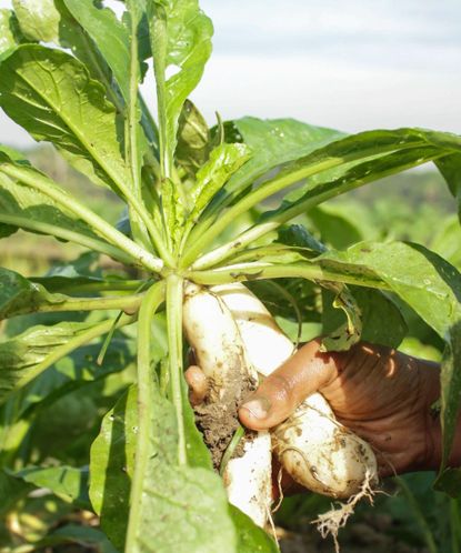 How to grow daikon radish in a home vegetable garden | Homes & Gardens