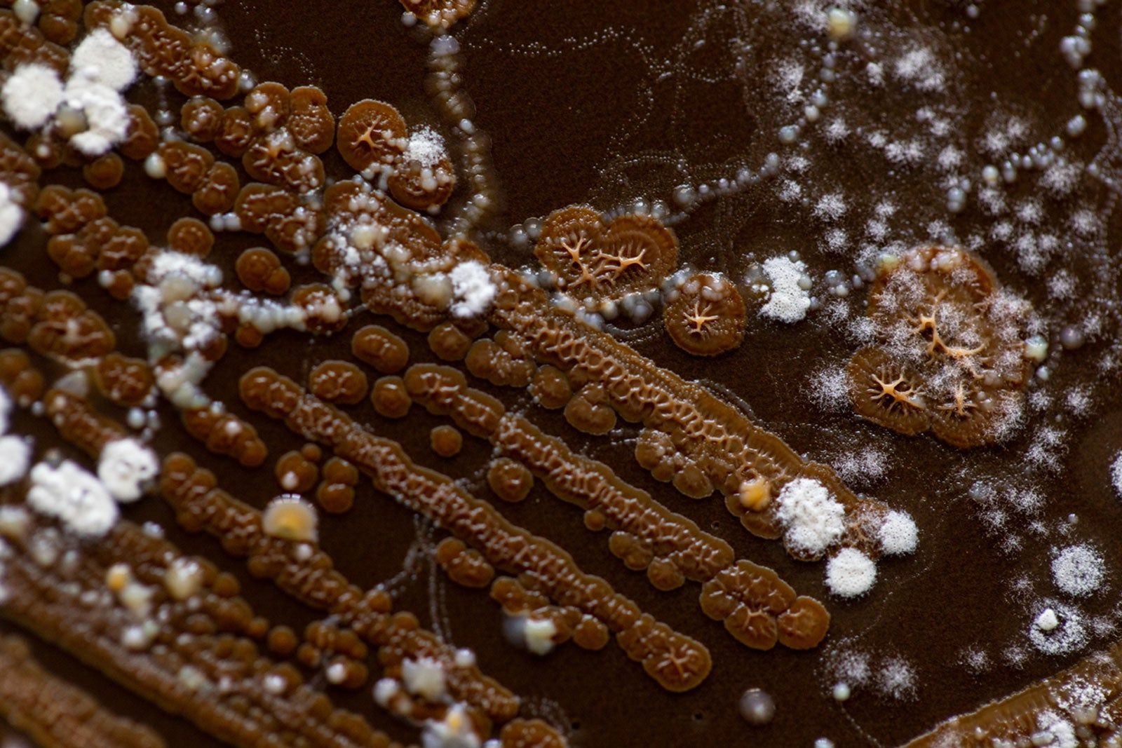 Climate Adaptations Of Microbes – Do Soil Microbes Adapt To Different ...