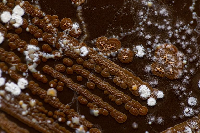 Climate Adaptations Of Microbes – Do Soil Microbes Adapt To Different ...