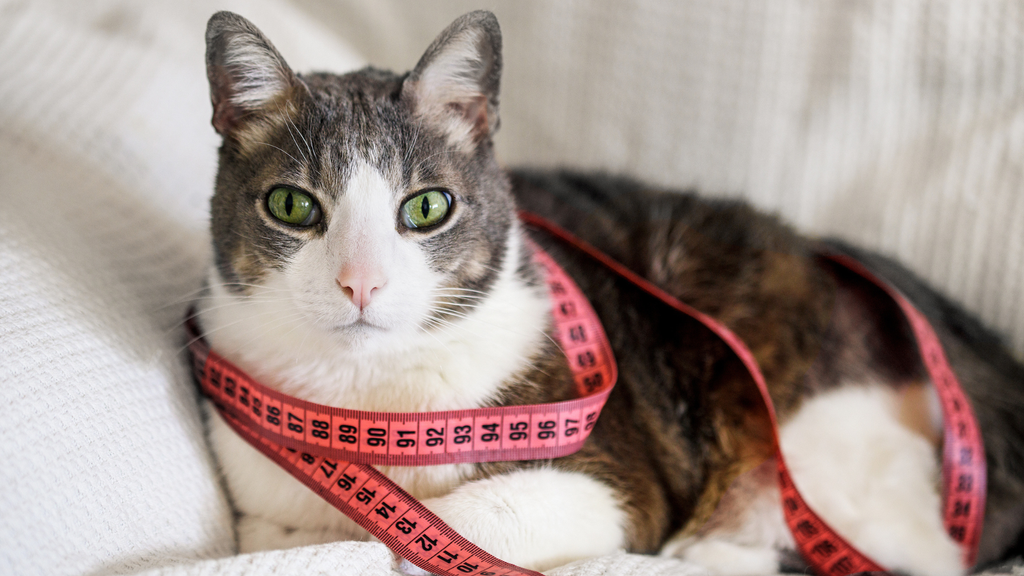 Healthy weight loss for cats: A vet's guide | PetsRadar