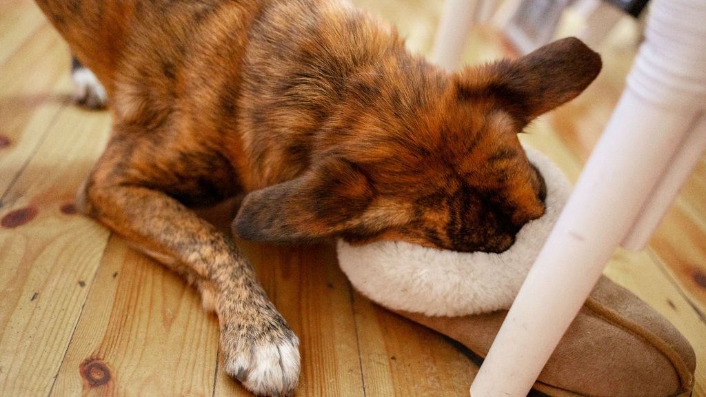 How to handle dog aggression: Vet solves 5 common behavioral problems ...