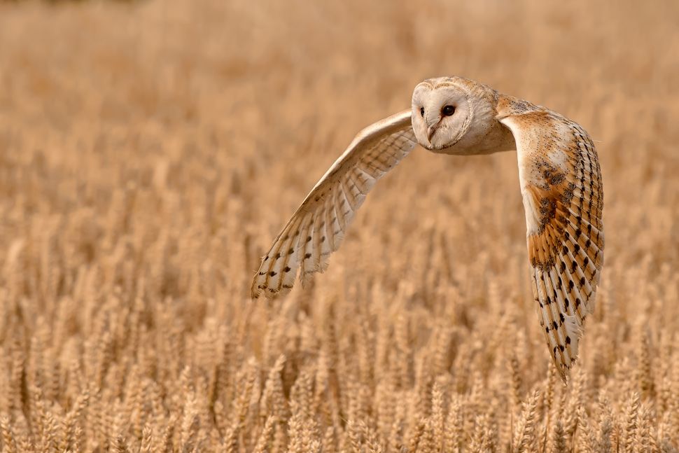 5 tips to capture great bird in flight photography | Digital Camera World
