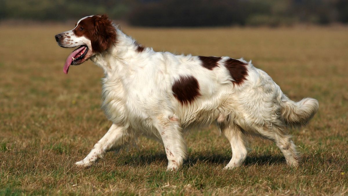 4 Setter dog breeds that make wonderful companions | PetsRadar