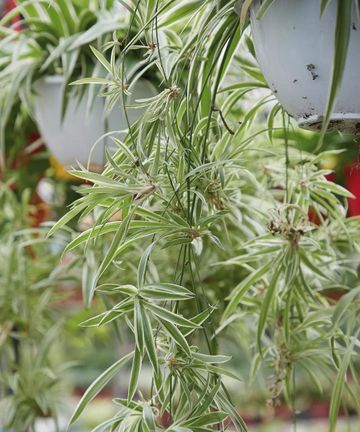 How to grow a hanging spider plant: 3 expert tips | Homes and Gardens