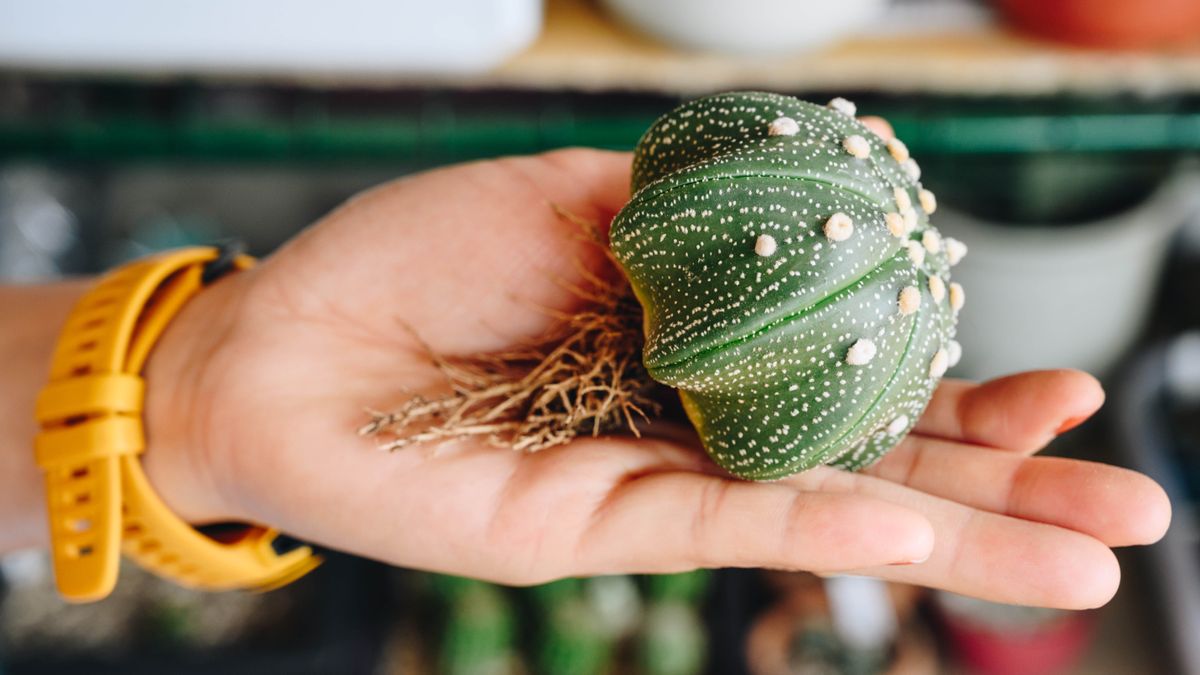 How to repot succulents in 7 simple steps | Tom's Guide