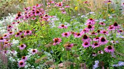 What are biennials? Our guide to these easy-to-grow plants | Homes and ...