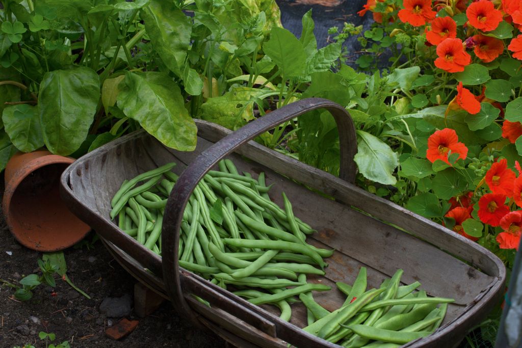 Organic gardening: how to create a successful organic garden | Real Homes