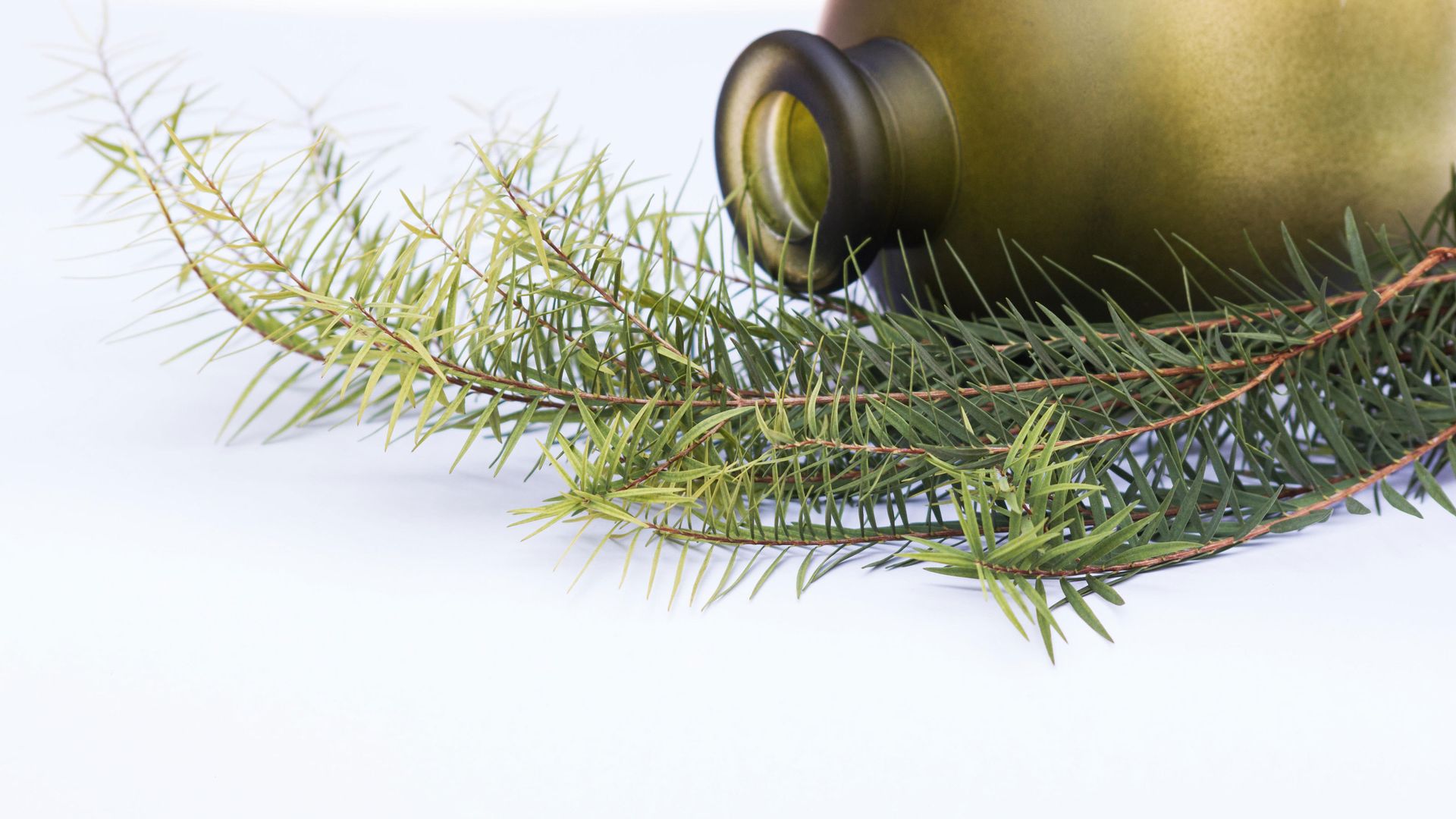 Cleaning with tea tree oil: 7 expert-approved techniques | Homes and ...