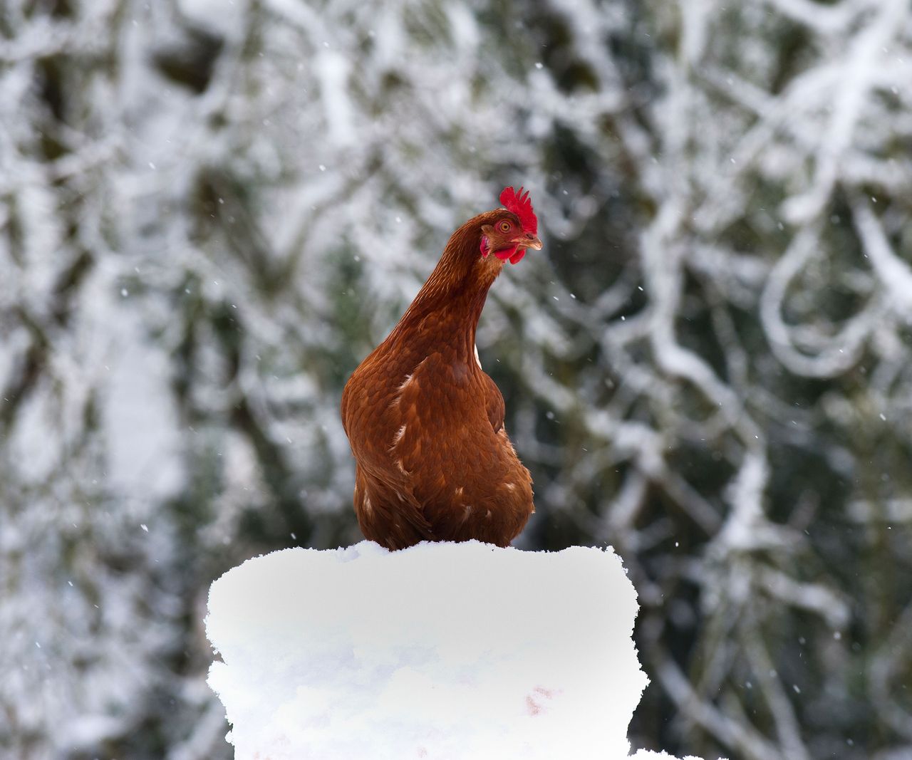 How to keep chickens warm in winter: expert advice | Homes and Gardens