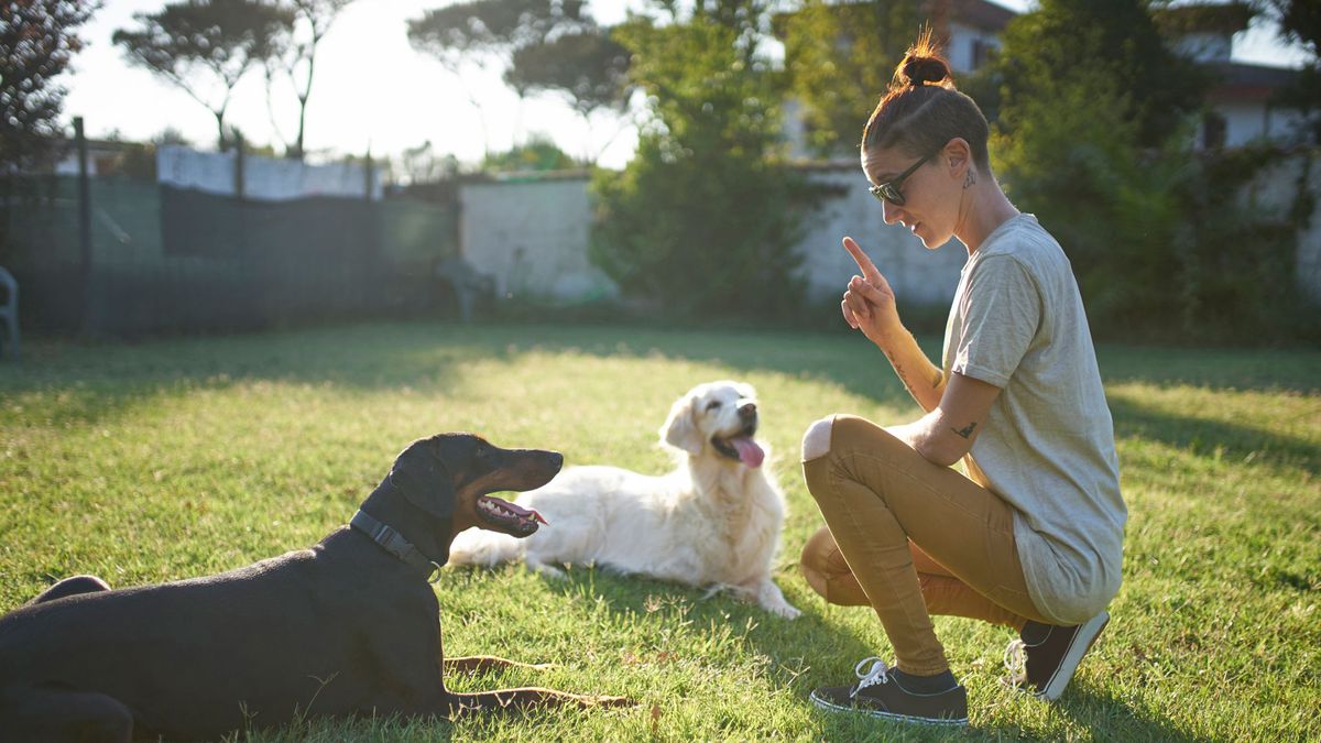 I played these 7 fun games to engage my reactive dog and they improved ...