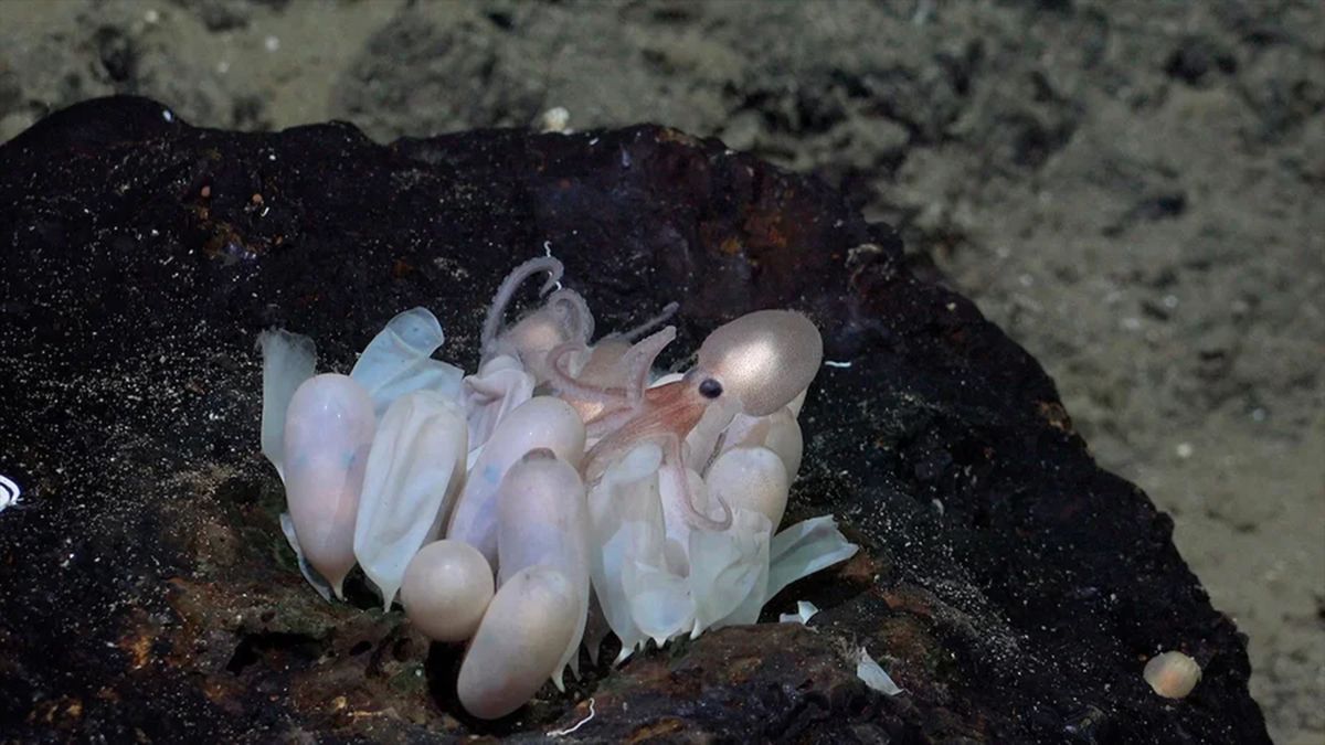 4 never-before-seen octopuses discovered in deep sea off Costa Rica ...