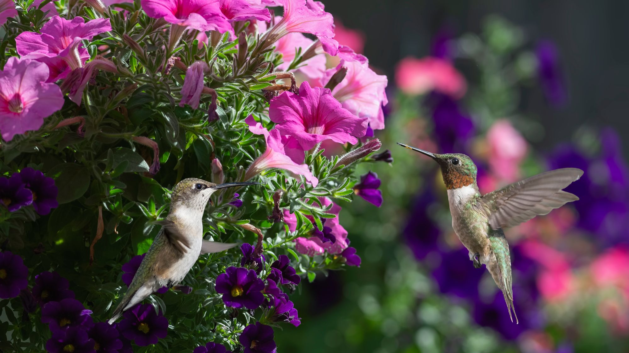 Attract Hummingbirds With a Hanging Basket of Nectarous Blooms ...